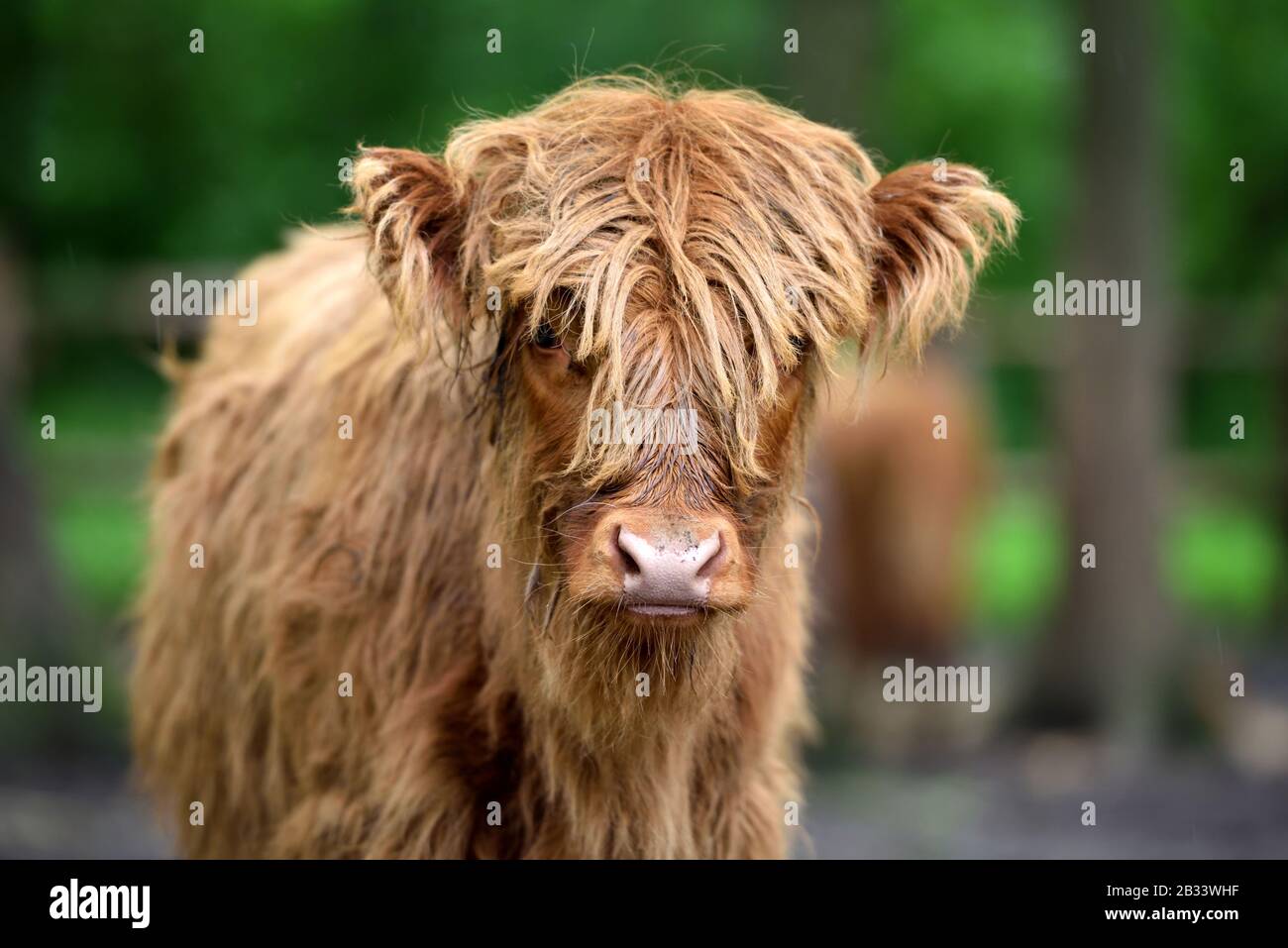 Porträt der Scottish Highland Cow (Hairy Coo) mit ihrem langen Fell ...