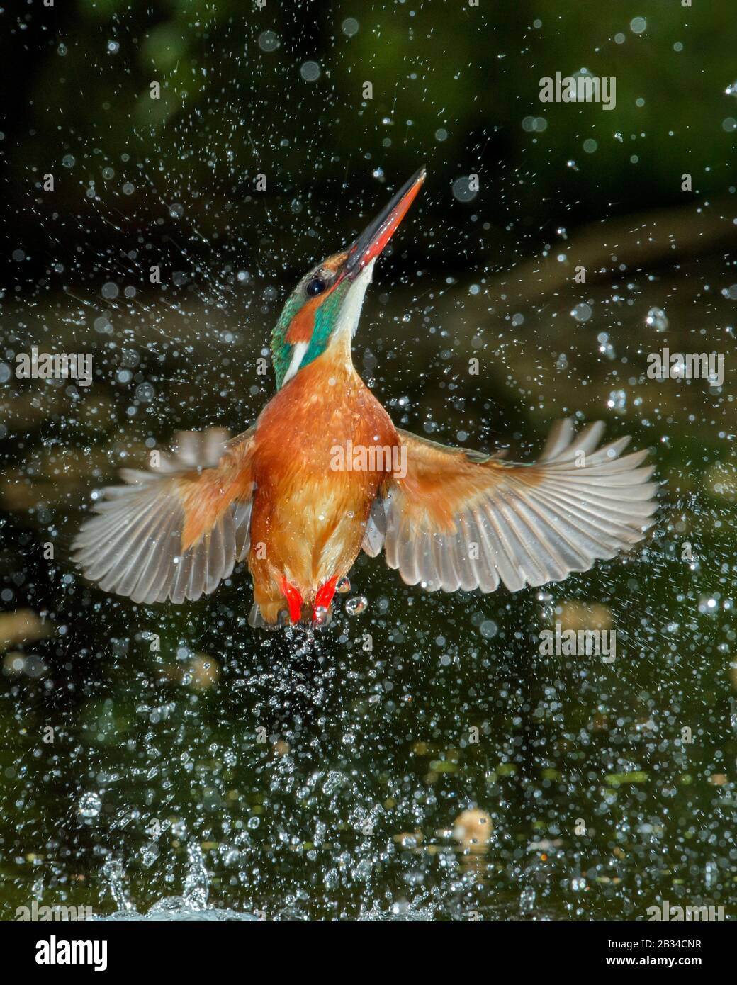 Tiere Wasser Stockfotos und -bilder Kaufen - Alamy