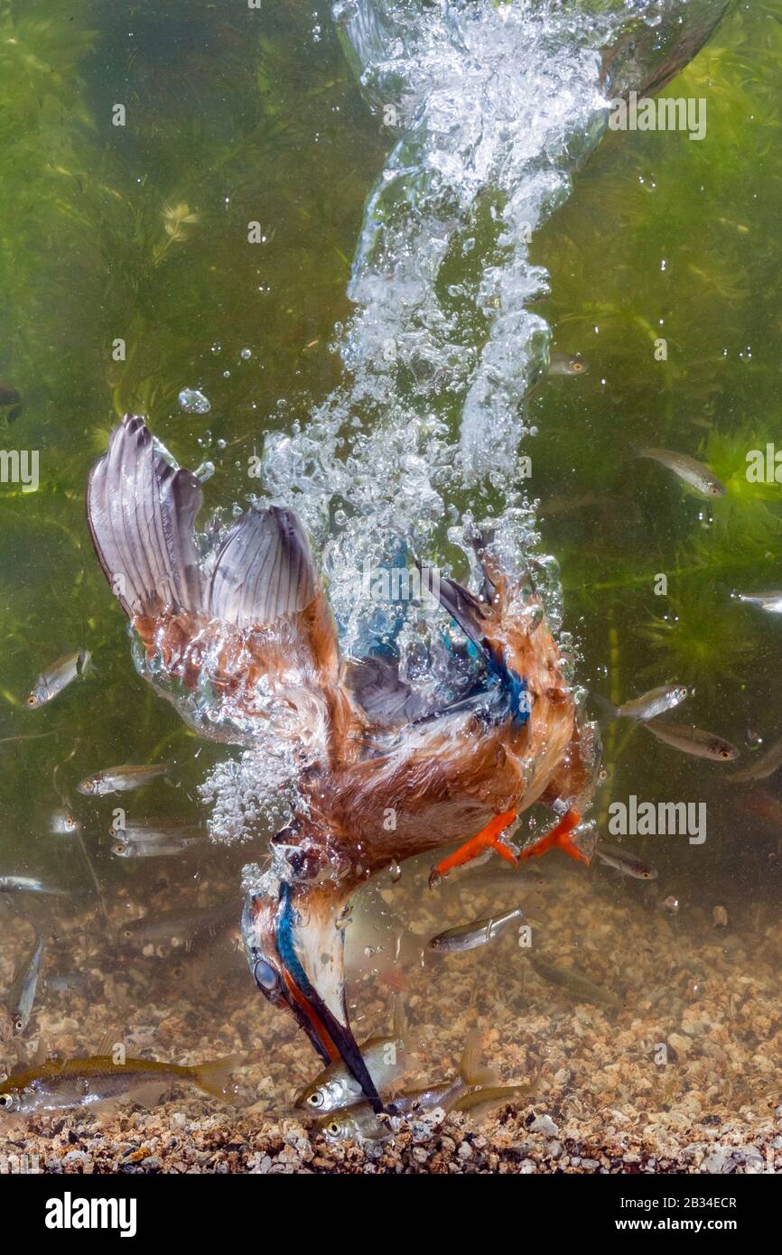 Eisvogel tauchen -Fotos und -Bildmaterial in hoher Auflösung – Alamy