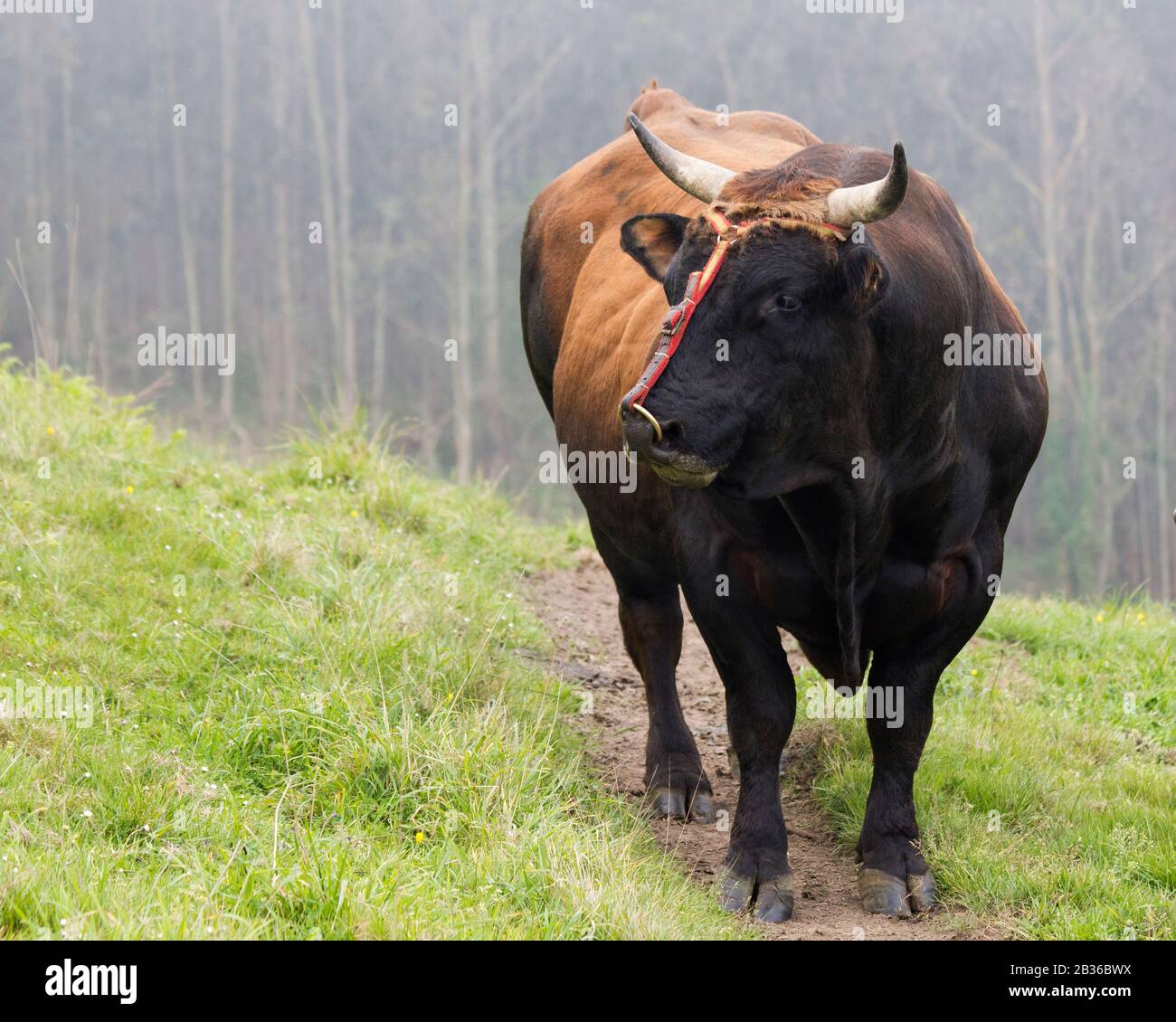 A taurus bull -Fotos und -Bildmaterial in hoher Auflösung – Alamy