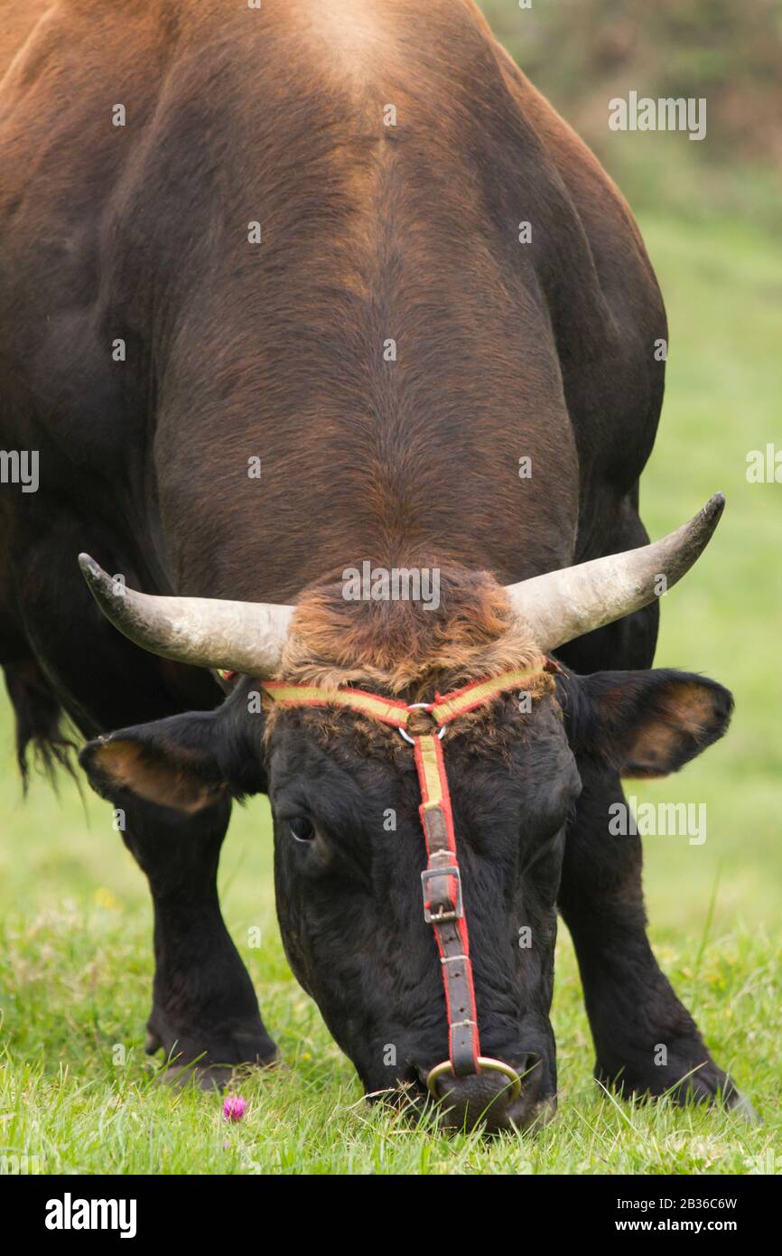A taurus bull -Fotos und -Bildmaterial in hoher Auflösung – Alamy