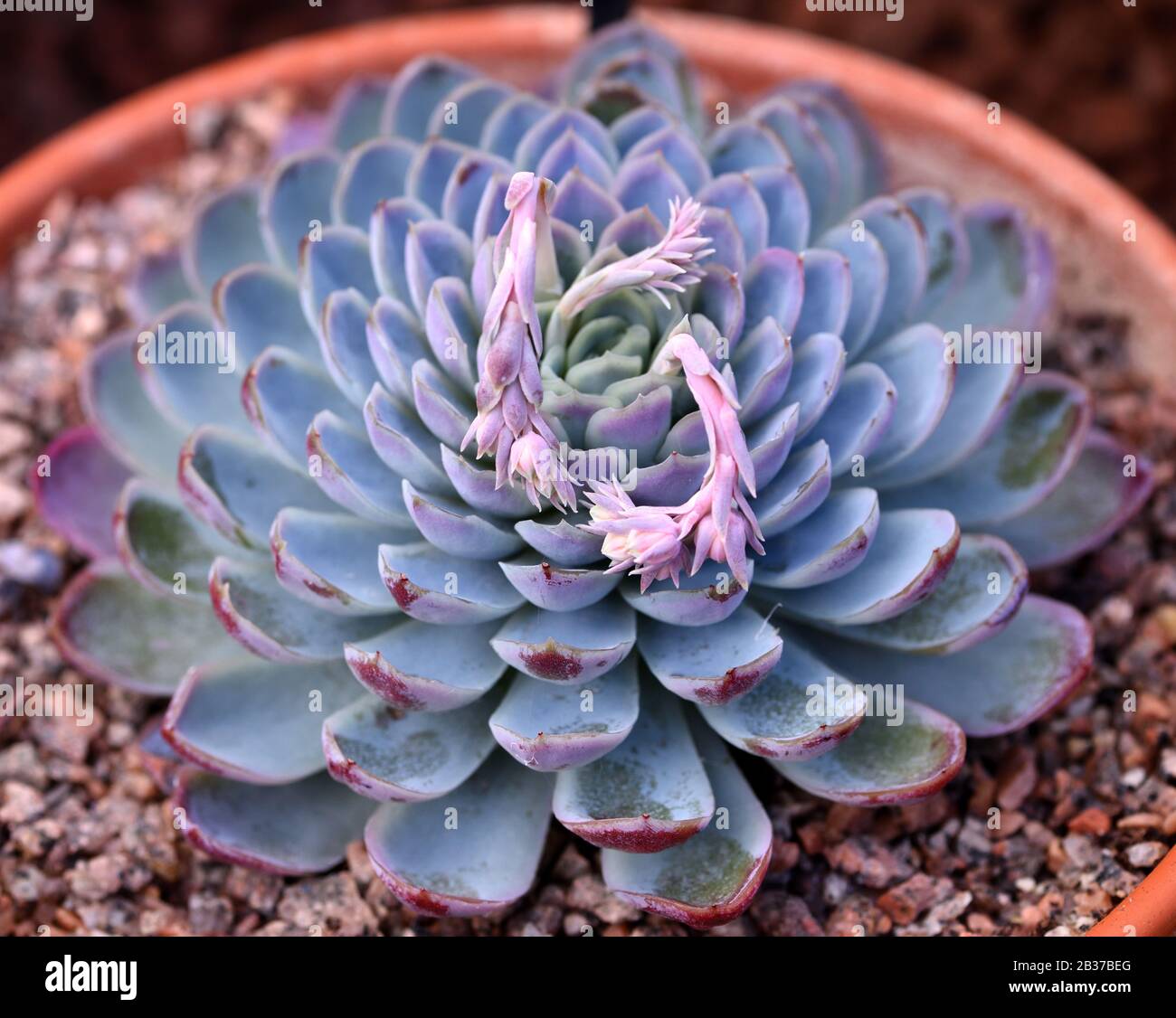 Glaucous echeveria -Fotos und -Bildmaterial in hoher Auflösung – Alamy
