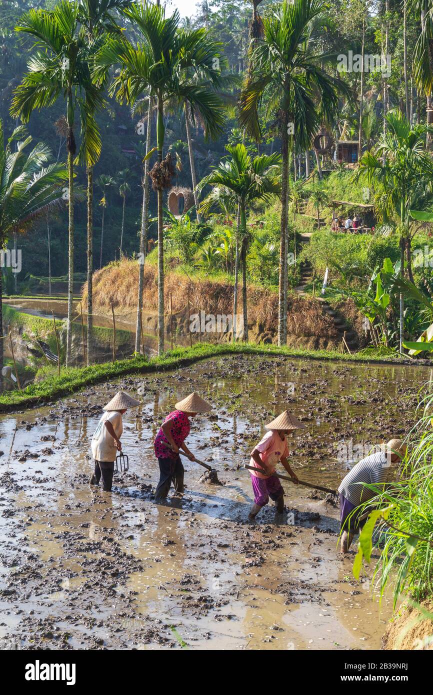 Landwirt reispaddy, der reis konischen hut bali pflanzt -Fotos und ...