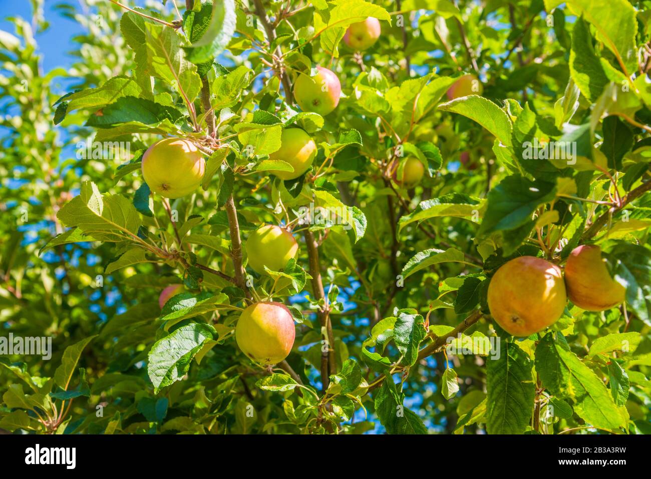 Rica en vitaminas -Fotos und -Bildmaterial in hoher Auflösung – Alamy