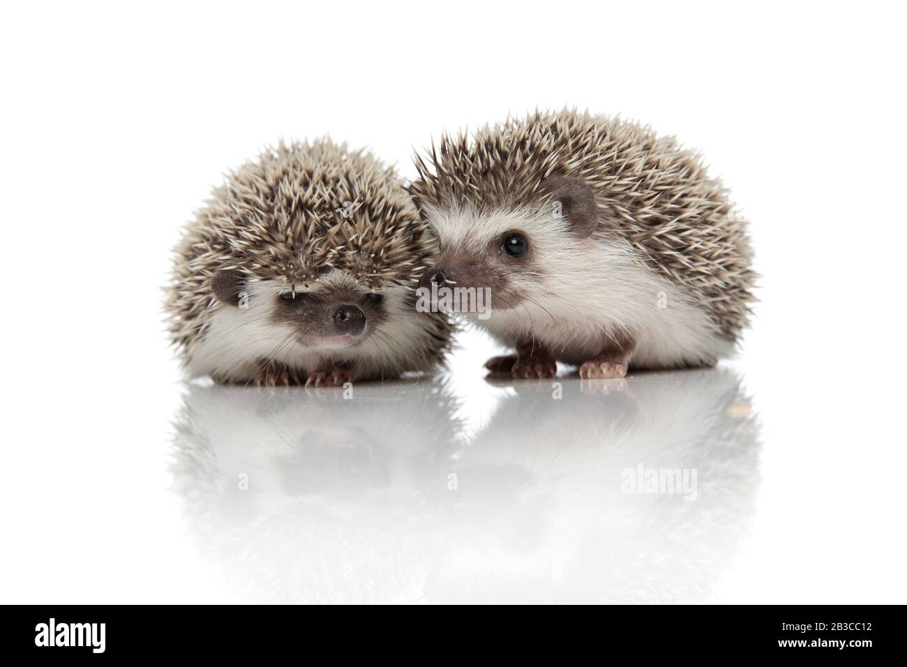 Afrikanische pygmäen igel -Fotos und -Bildmaterial in hoher Auflösung ...
