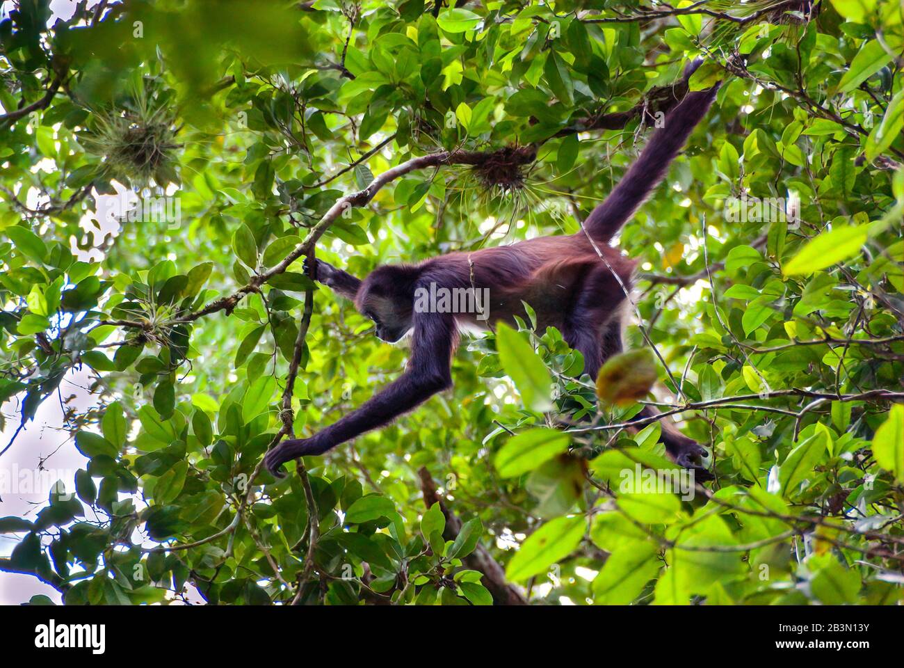 Akrobatischer affe -Fotos und -Bildmaterial in hoher Auflösung – Alamy