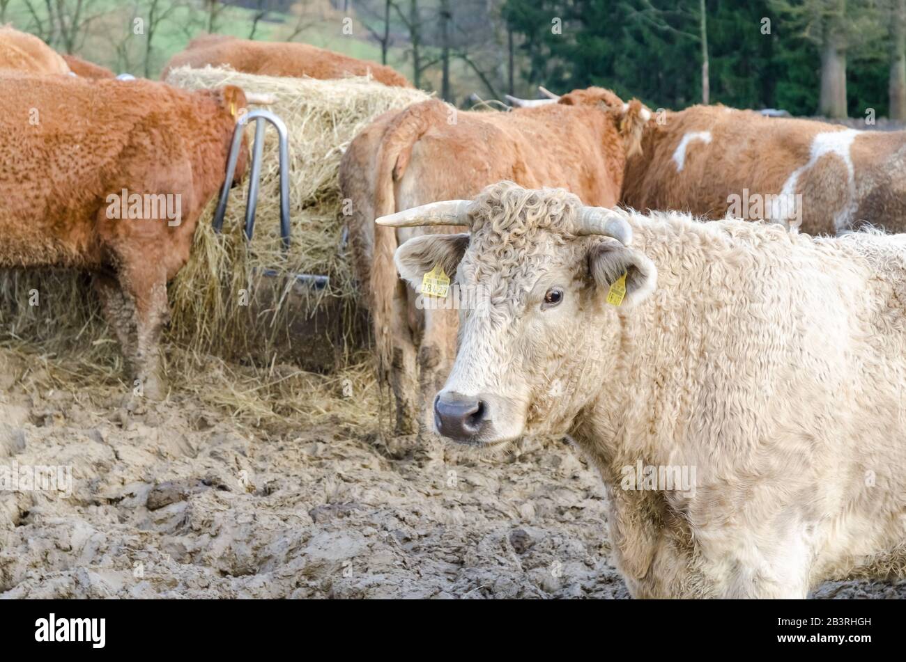 Charolais rinder und limousin rinder -Fotos und -Bildmaterial in hoher ...
