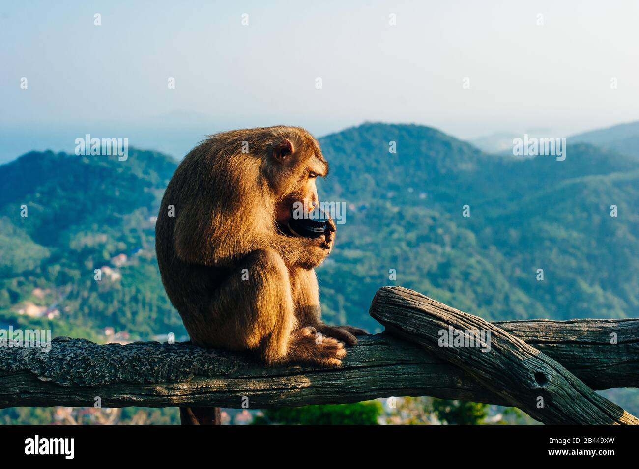 Affe stehlen essen -Fotos und -Bildmaterial in hoher Auflösung – Alamy
