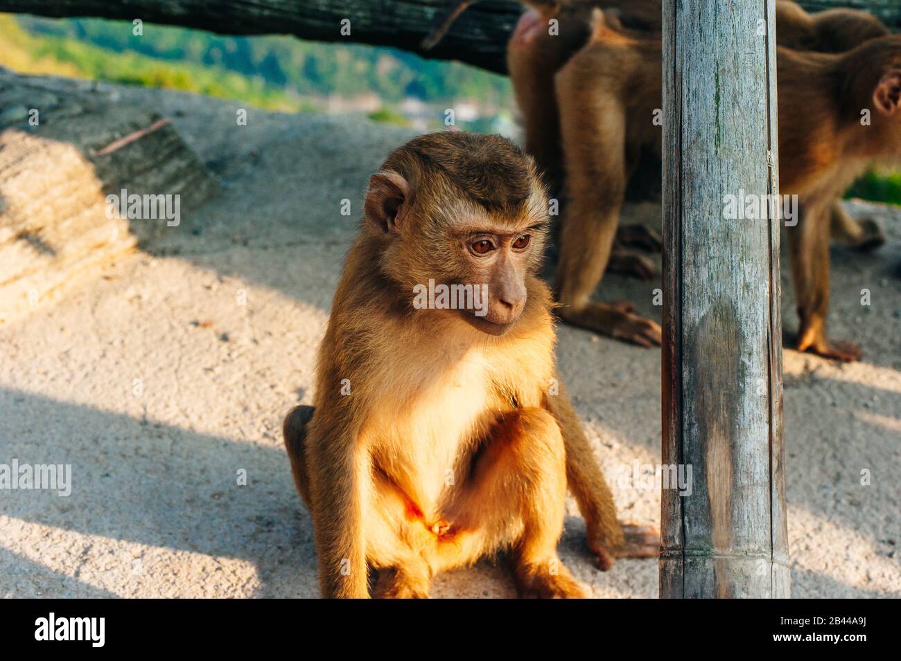 Affe stehlen essen -Fotos und -Bildmaterial in hoher Auflösung – Alamy