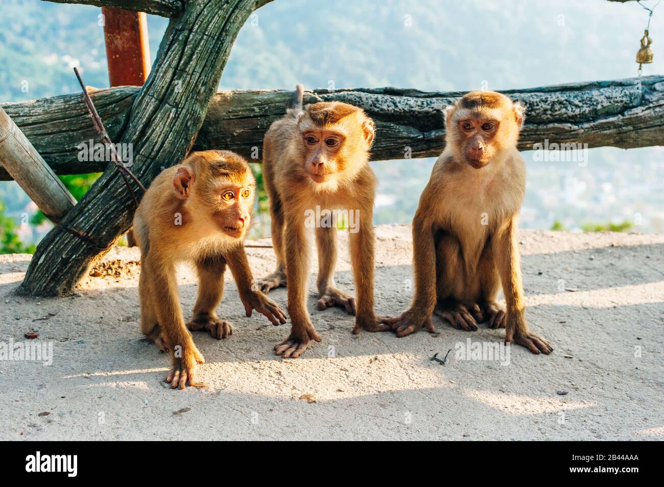 Affe stehlen essen -Fotos und -Bildmaterial in hoher Auflösung – Alamy