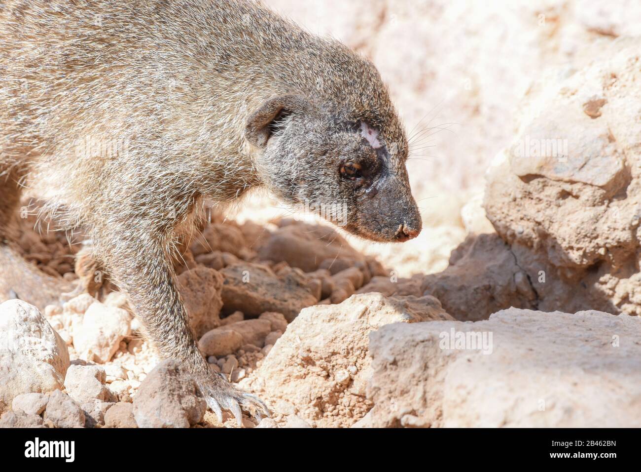 The Egyptian Mongoose Herpestes Ichneumon Stockfotos und -bilder Kaufen ...