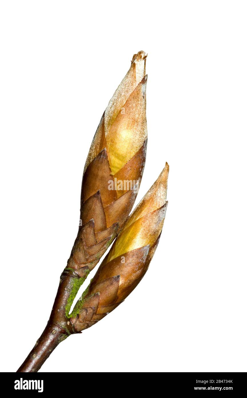 Rotbuche fagus sylvatica fagaceae Ausgeschnittene Stockfotos und ...