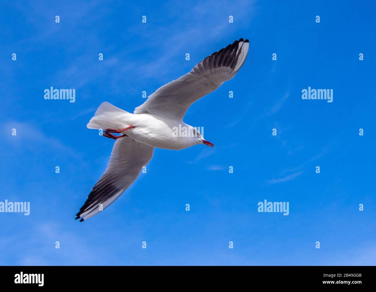 Möwen Fliegen Stockfotos und -bilder Kaufen - Alamy