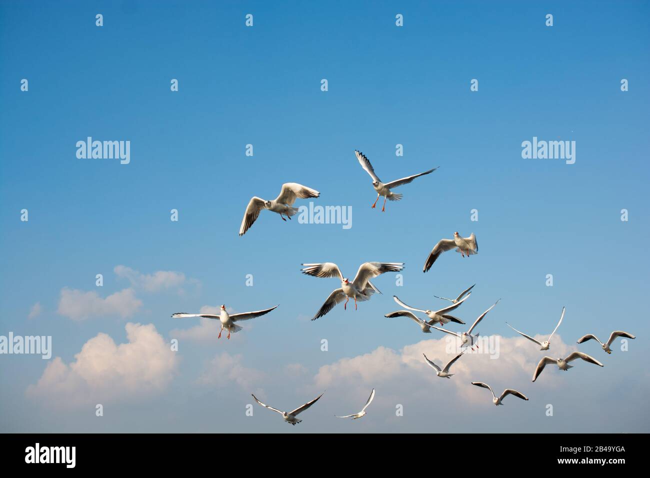 Möwe das Fliegen in den Himmel. Möwe das fliegen Himmel als Freiheit ...