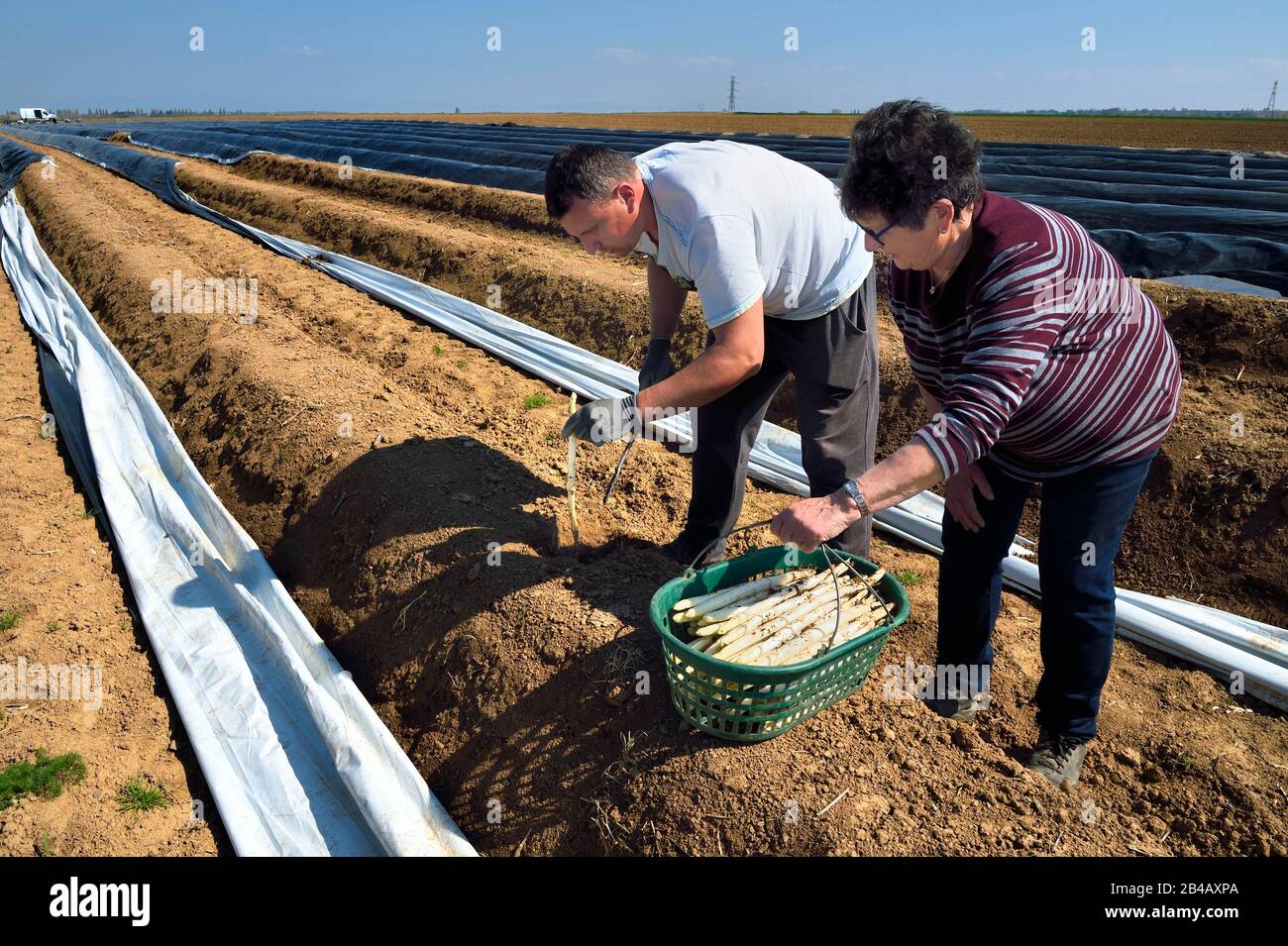 Frankreich, Bas Rhin, Fessenheim-Le-Bas, Ernte von weißem Spargel auf ...
