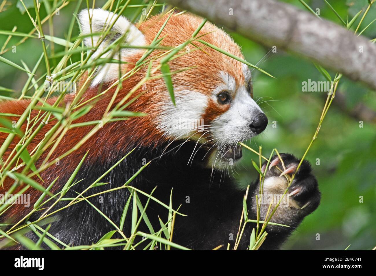 Panda mit bambus -Fotos und -Bildmaterial in hoher Auflösung – Alamy