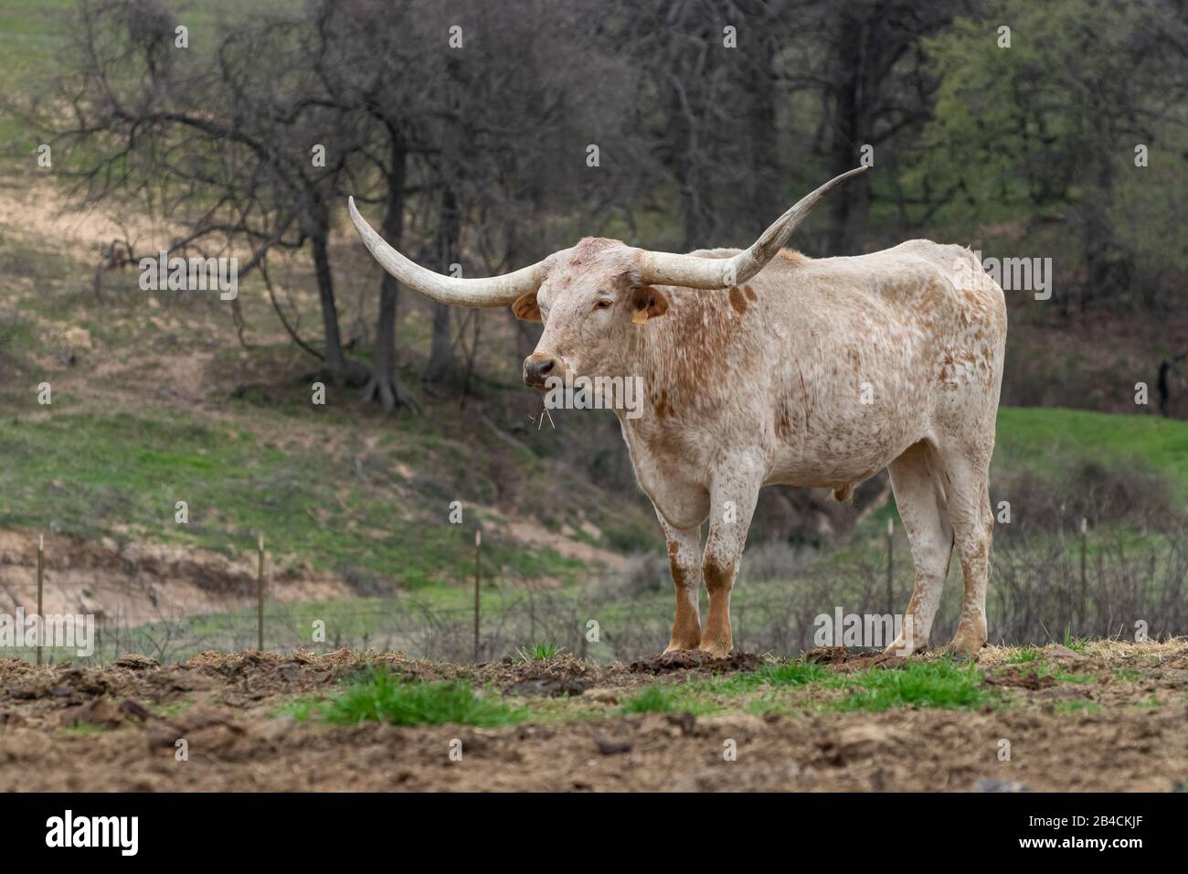 Stier mit langen hörnern -Fotos und -Bildmaterial in hoher Auflösung ...