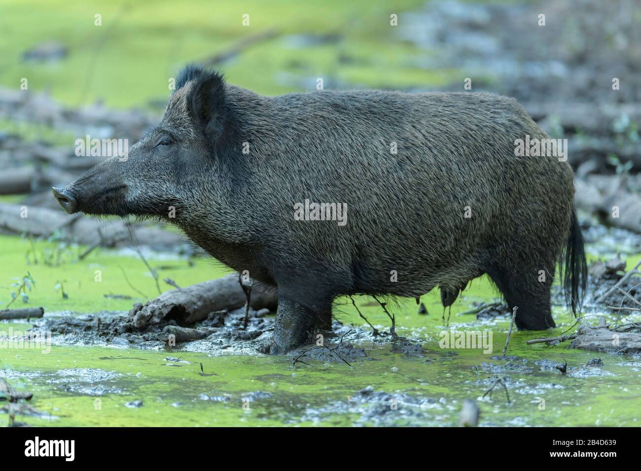 Wildschwein im schlamm -Fotos und -Bildmaterial in hoher Auflösung – Alamy