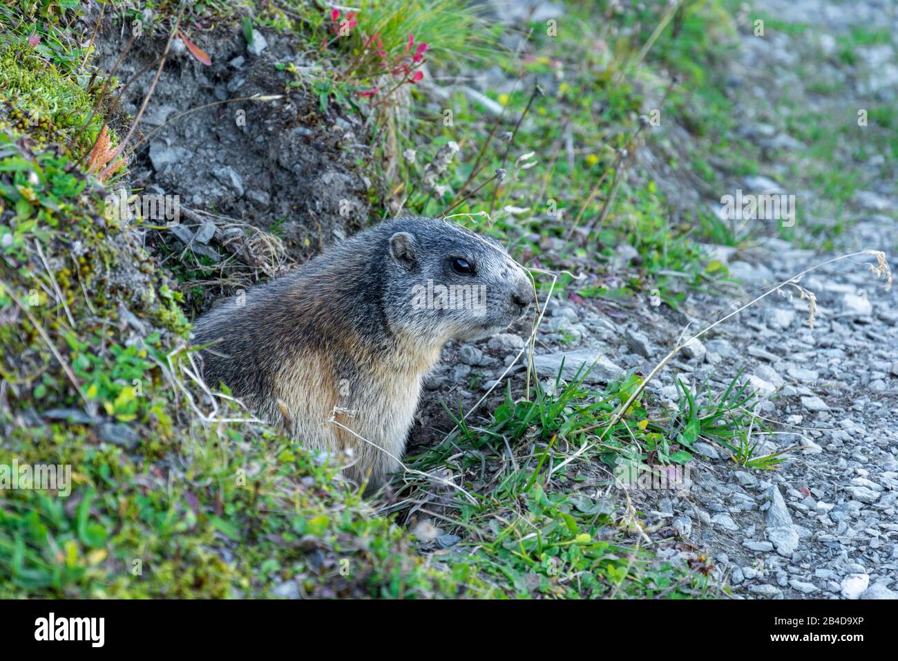 Murmeltier murmeltier unter dem geissstein -Fotos und -Bildmaterial in hoher Auflösung – Alamy