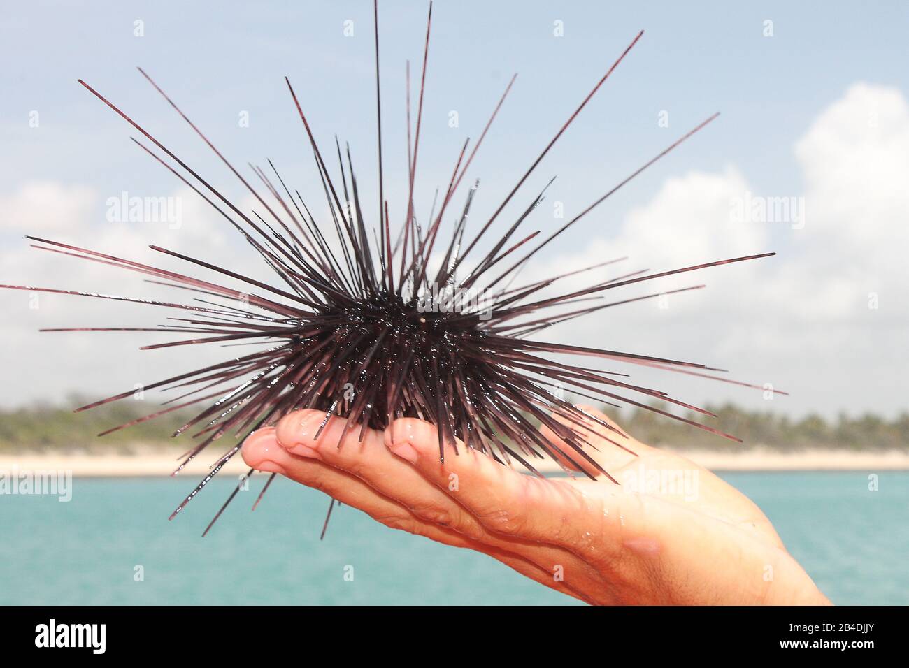 Sand seeigel Stockfotos und -bilder Kaufen - Alamy