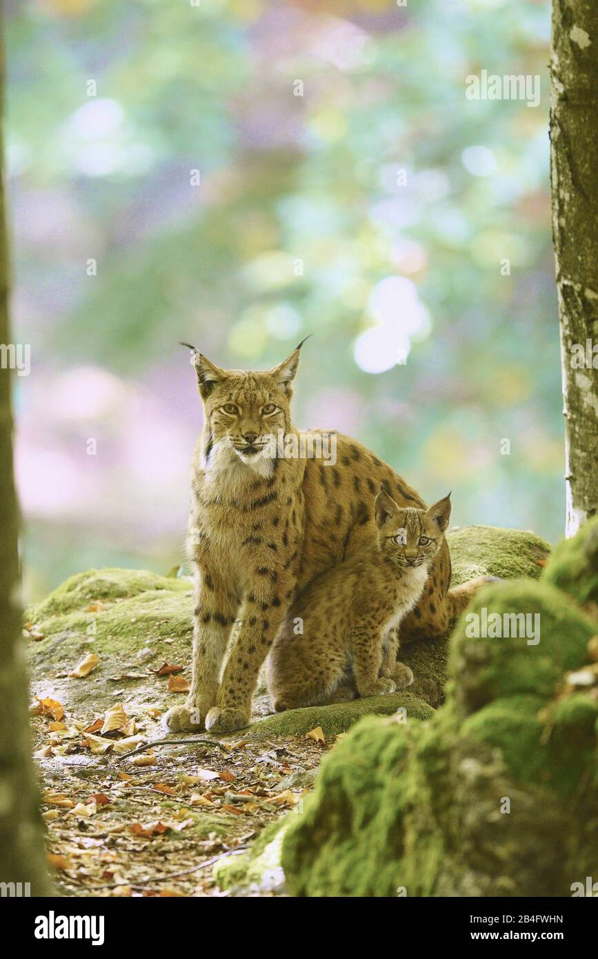 Eurasischer Luchs, Lynx Luchs, Mutter mit Jungtier, Bayerischer Wald ...
