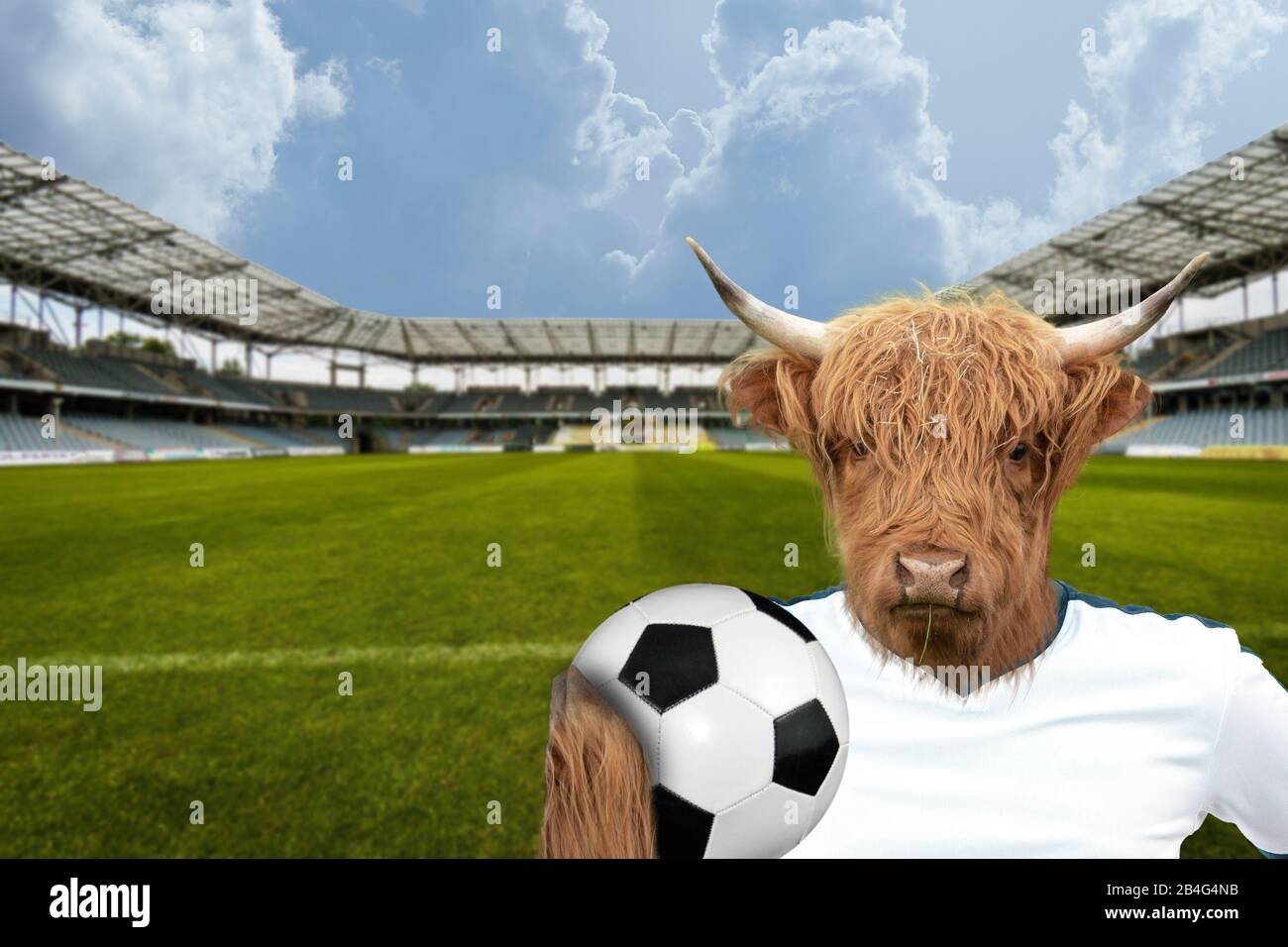 Cow claw -Fotos und -Bildmaterial in hoher Auflösung – Alamy