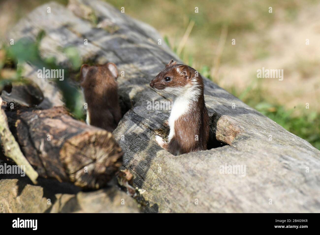 Big weasel -Fotos und -Bildmaterial in hoher Auflösung – Alamy