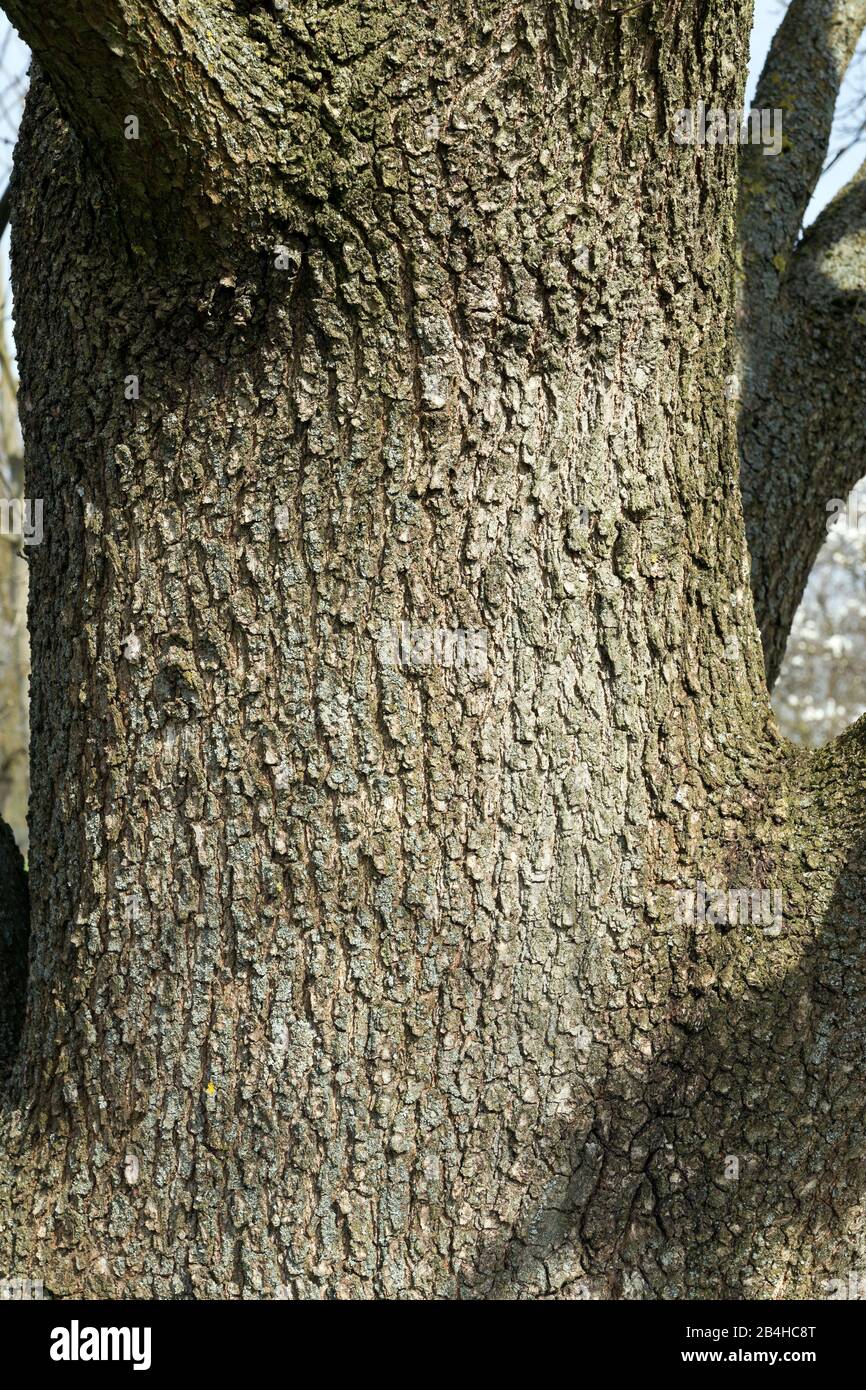 Rinde der eiche -Fotos und -Bildmaterial in hoher Auflösung – Alamy