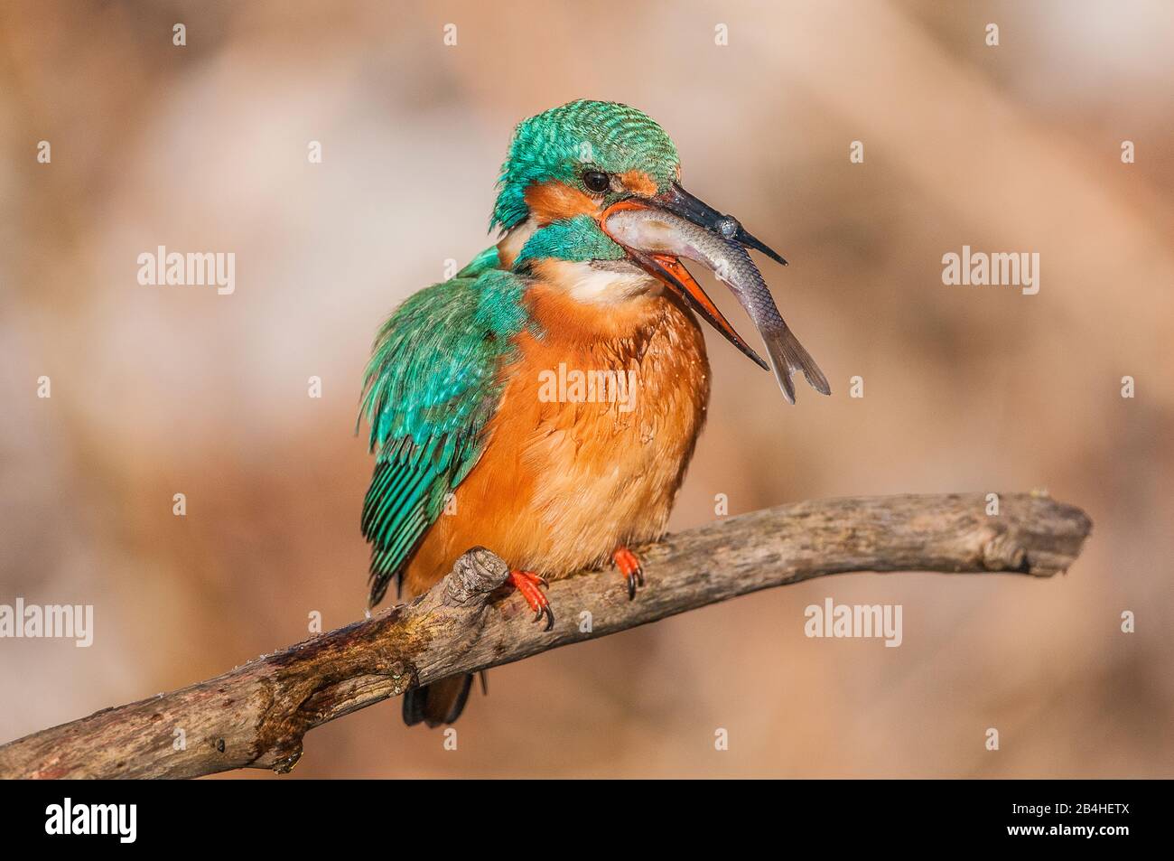Fische In Einem Fluss Fangen Stockfotos und -bilder Kaufen - Alamy