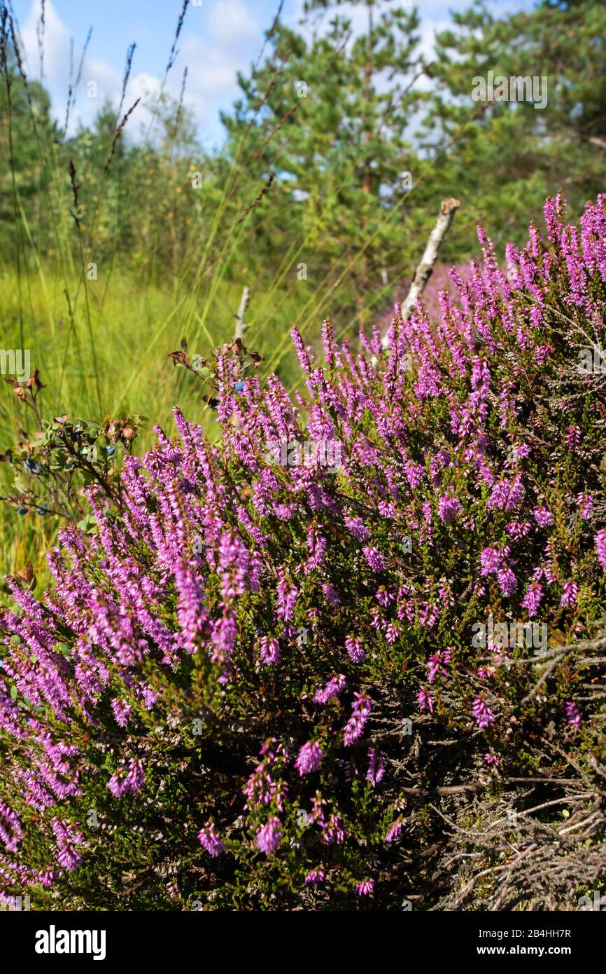 Heiden Pflanze Pflanzen Calluna Vulgaris Stockfotos und -bilder Kaufen ...