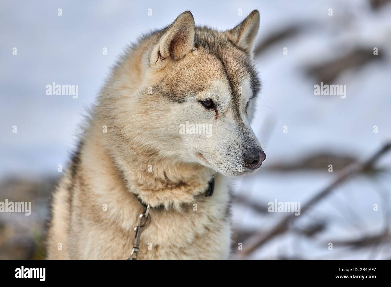 Siberian Husky Dog Stockfotos und -bilder Kaufen - Alamy