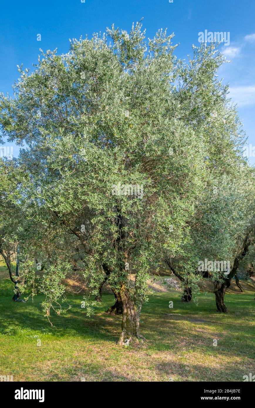 Olivenbaum gardasee -Fotos und -Bildmaterial in hoher Auflösung – Alamy