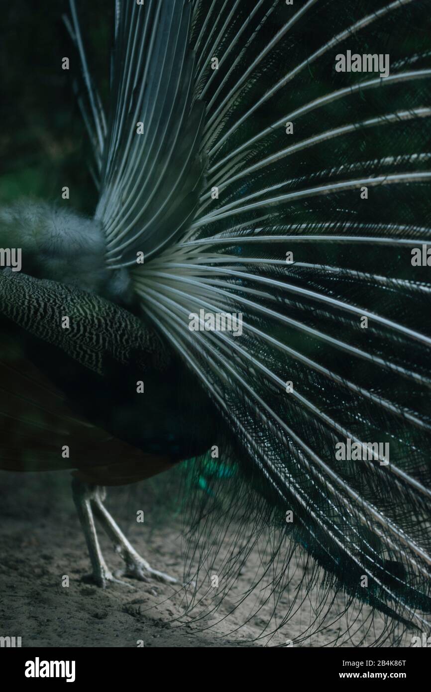 Männlicher pfau -Fotos und -Bildmaterial in hoher Auflösung - Seite 4 ...