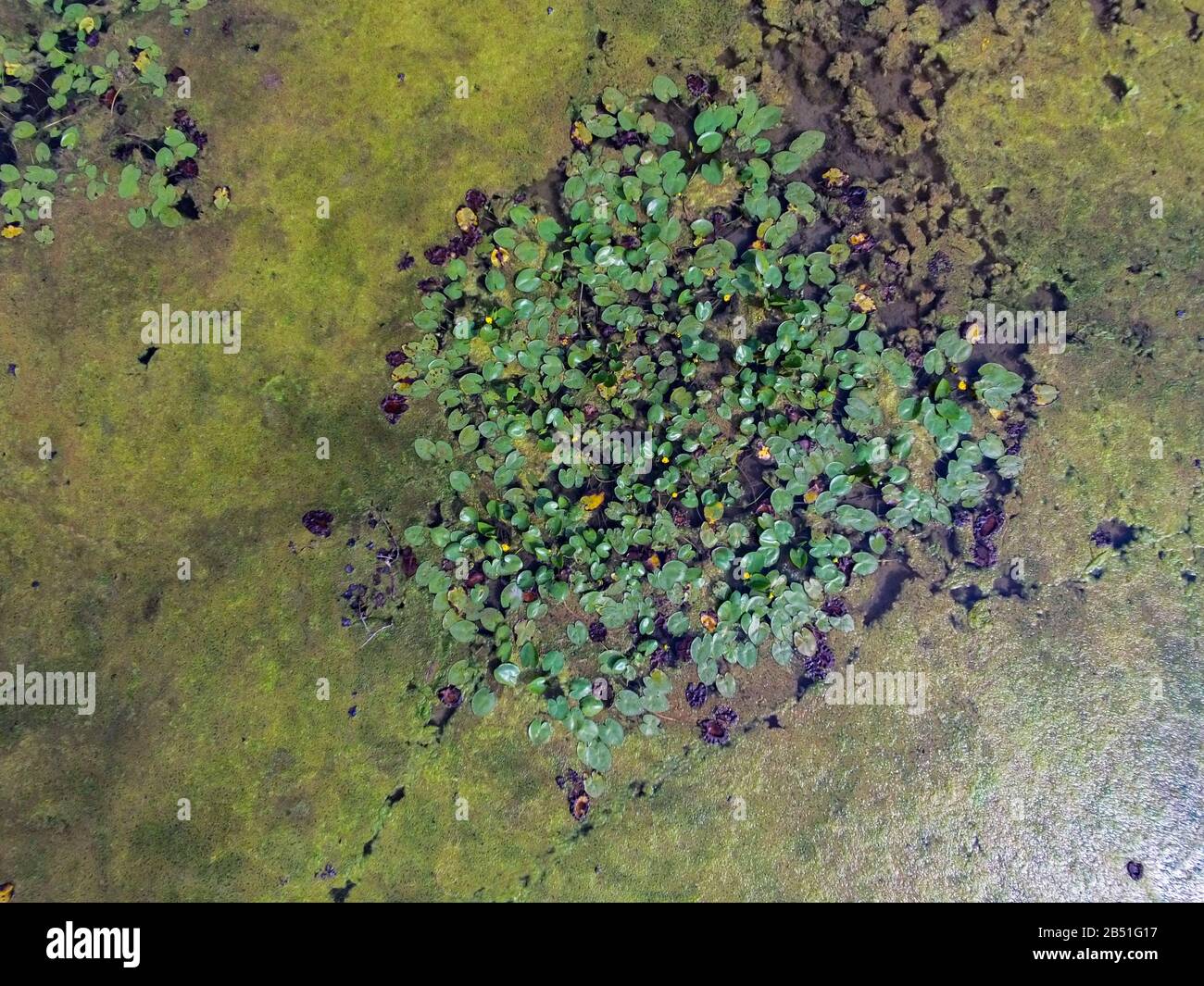 Sumpf von oben -Fotos und -Bildmaterial in hoher Auflösung – Alamy