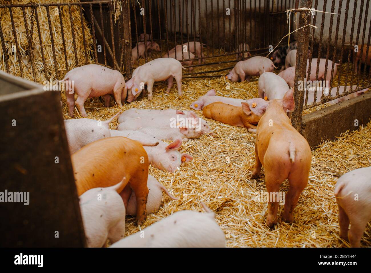 Junge Schweine und Ferkel in der Tierfarm der Scheune Stockfotografie ...
