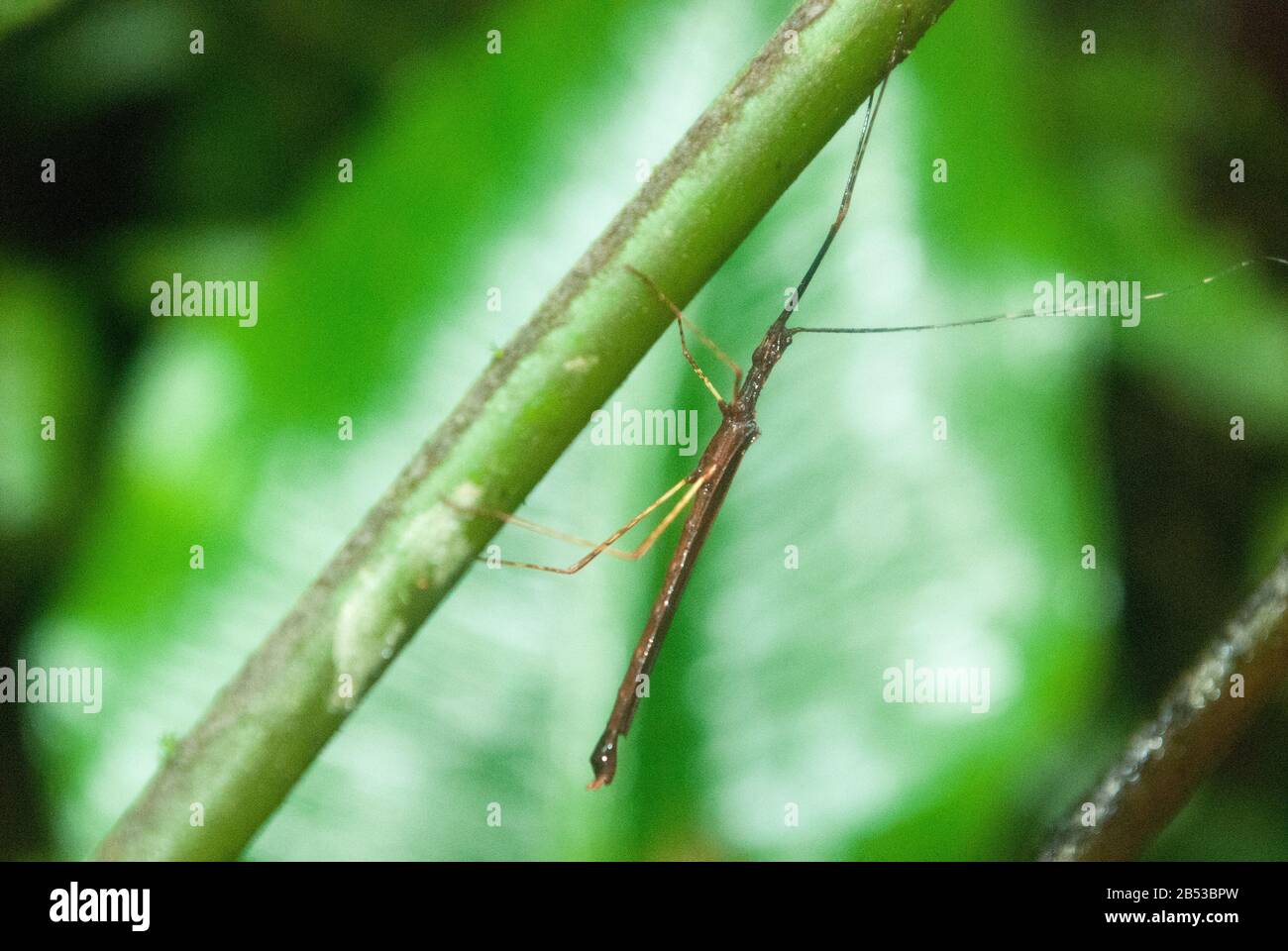 Wasserstab insekt -Fotos und -Bildmaterial in hoher Auflösung – Alamy