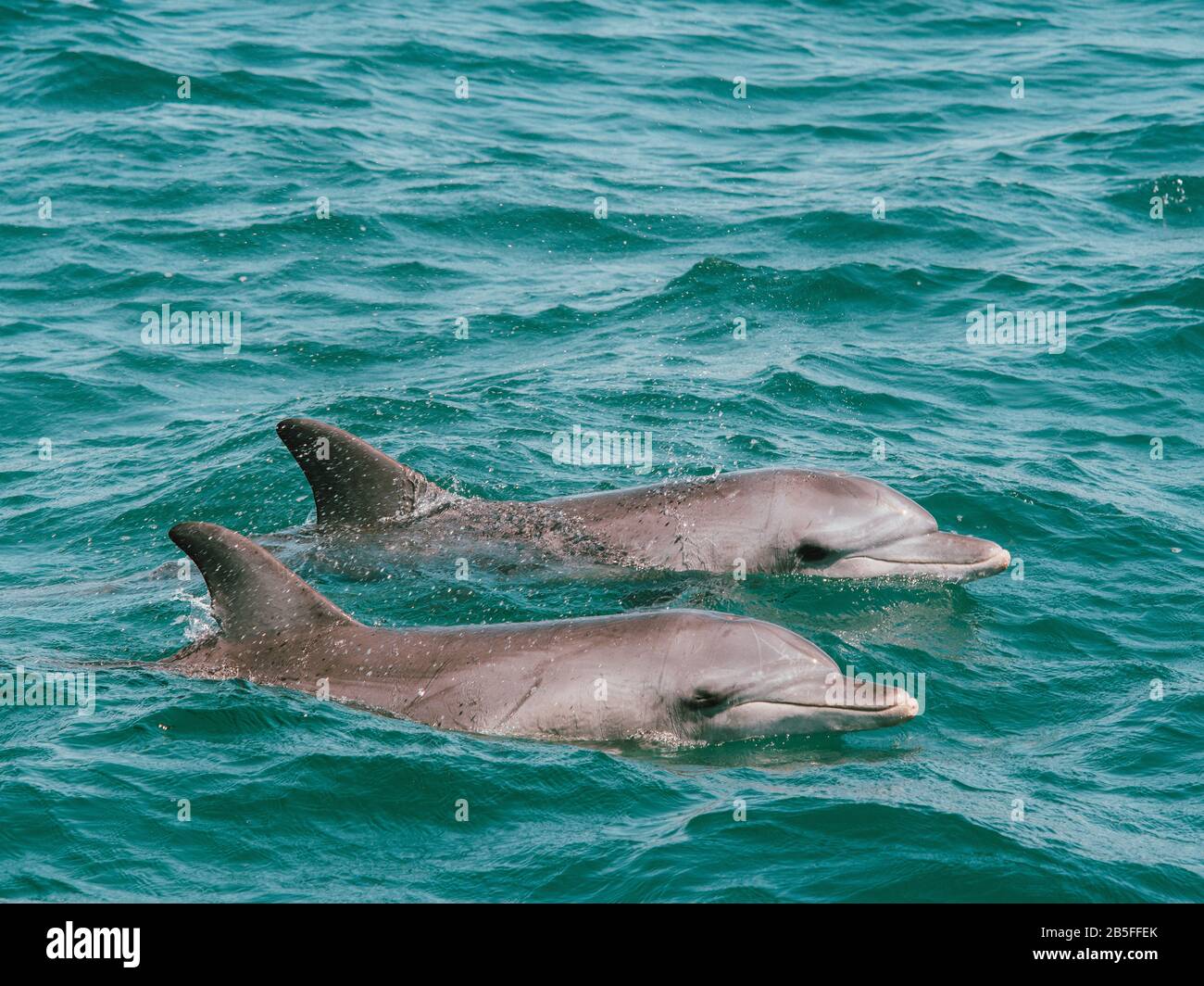 Wilde delfine -Fotos und -Bildmaterial in hoher Auflösung – Alamy
