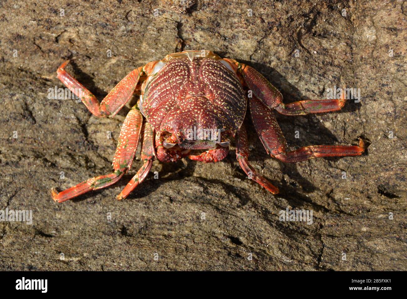 Rote krabbe -Fotos und -Bildmaterial in hoher Auflösung – Alamy