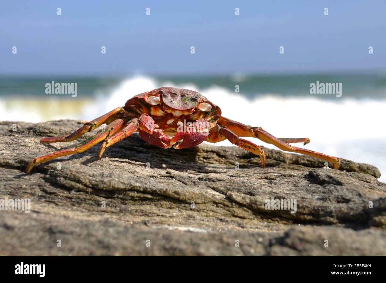 Rote krabbe -Fotos und -Bildmaterial in hoher Auflösung – Alamy