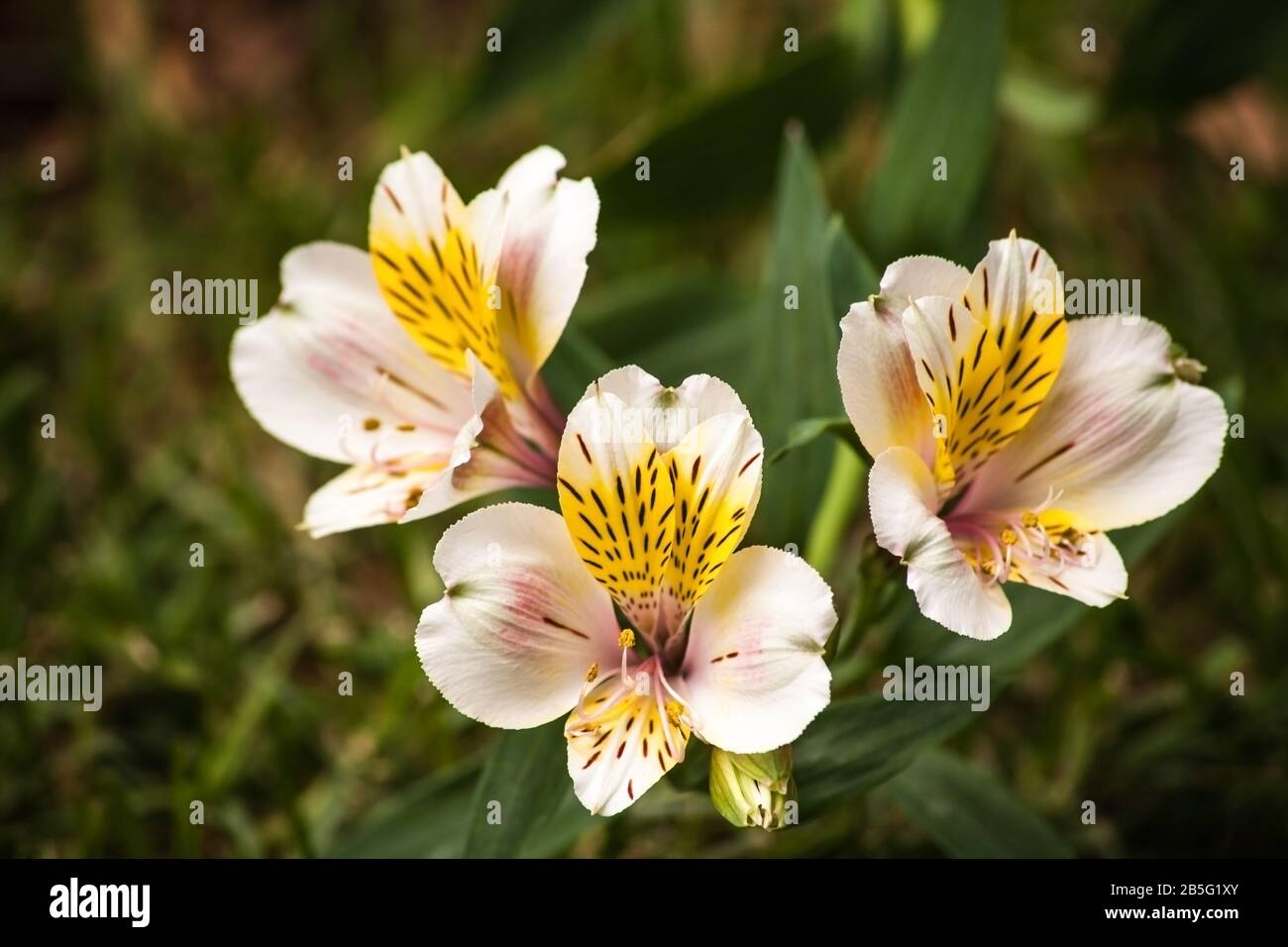 Lily of the incas -Fotos und -Bildmaterial in hoher Auflösung – Alamy
