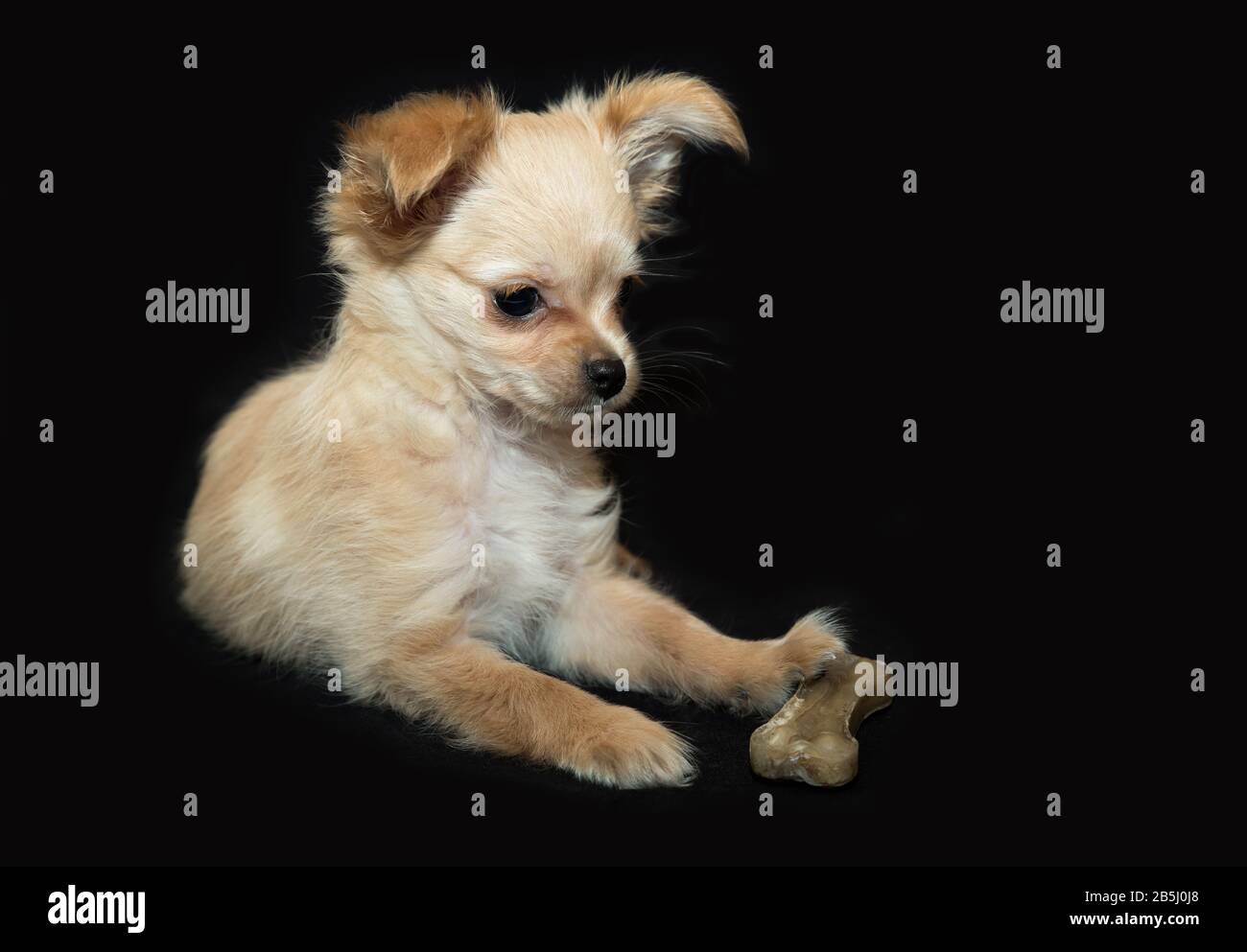 Kleiner beige hund -Fotos und -Bildmaterial in hoher Auflösung – Alamy