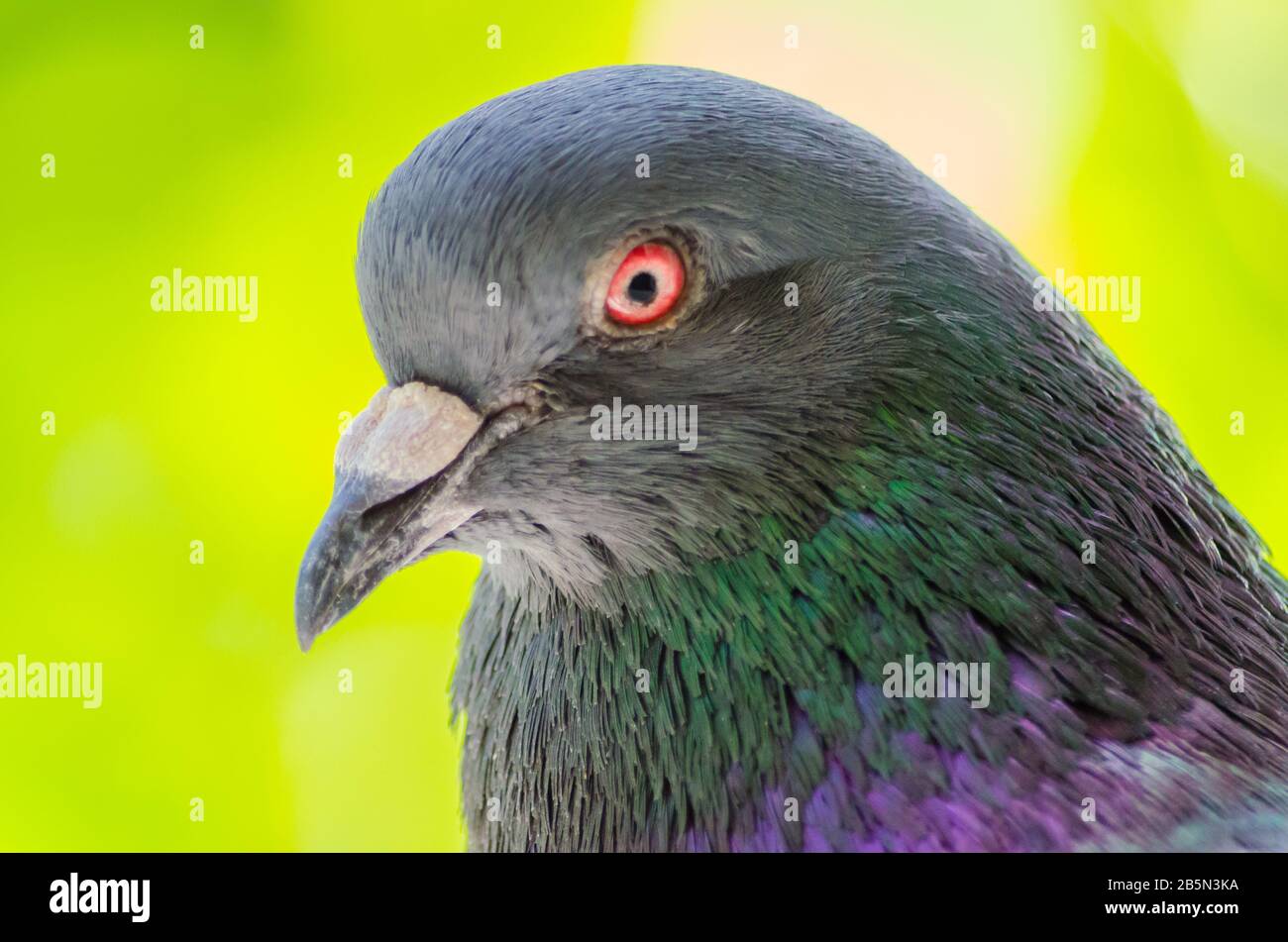 Gesicht auf taube -Fotos und -Bildmaterial in hoher Auflösung – Alamy