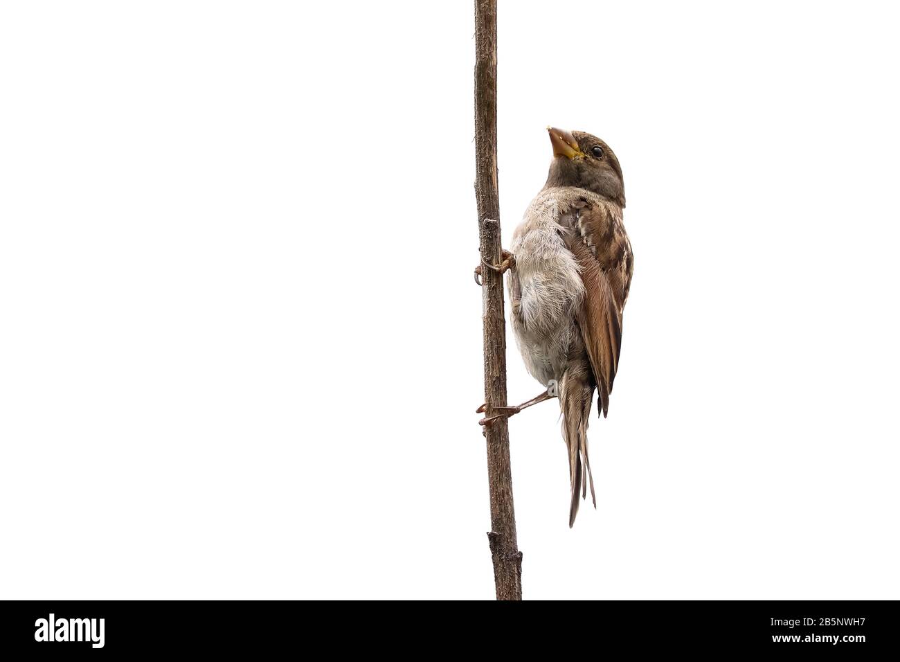 Sparren-Vogel isoliert. Sparrenweiblicher Singvogel (Passerida, Passer ...