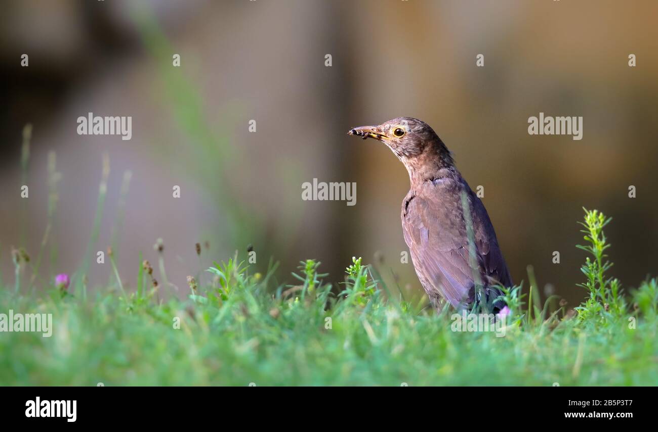 Schwarzer vogel, der insekten isst -Fotos und -Bildmaterial in hoher ...