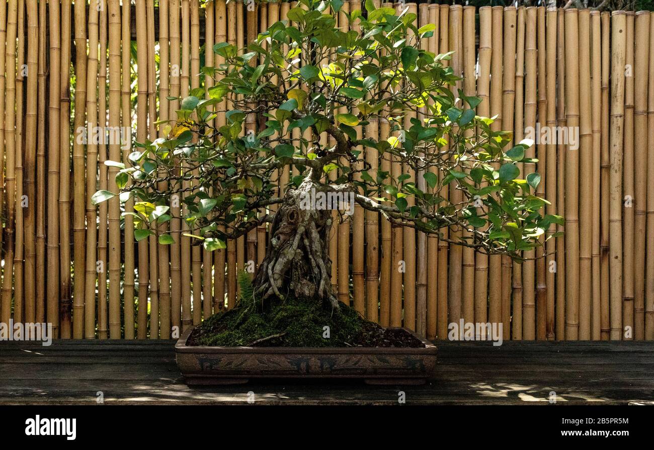 Dreiecksfeigenbaum Ficus triangularis Bonsai-Baum wächst in einem ...