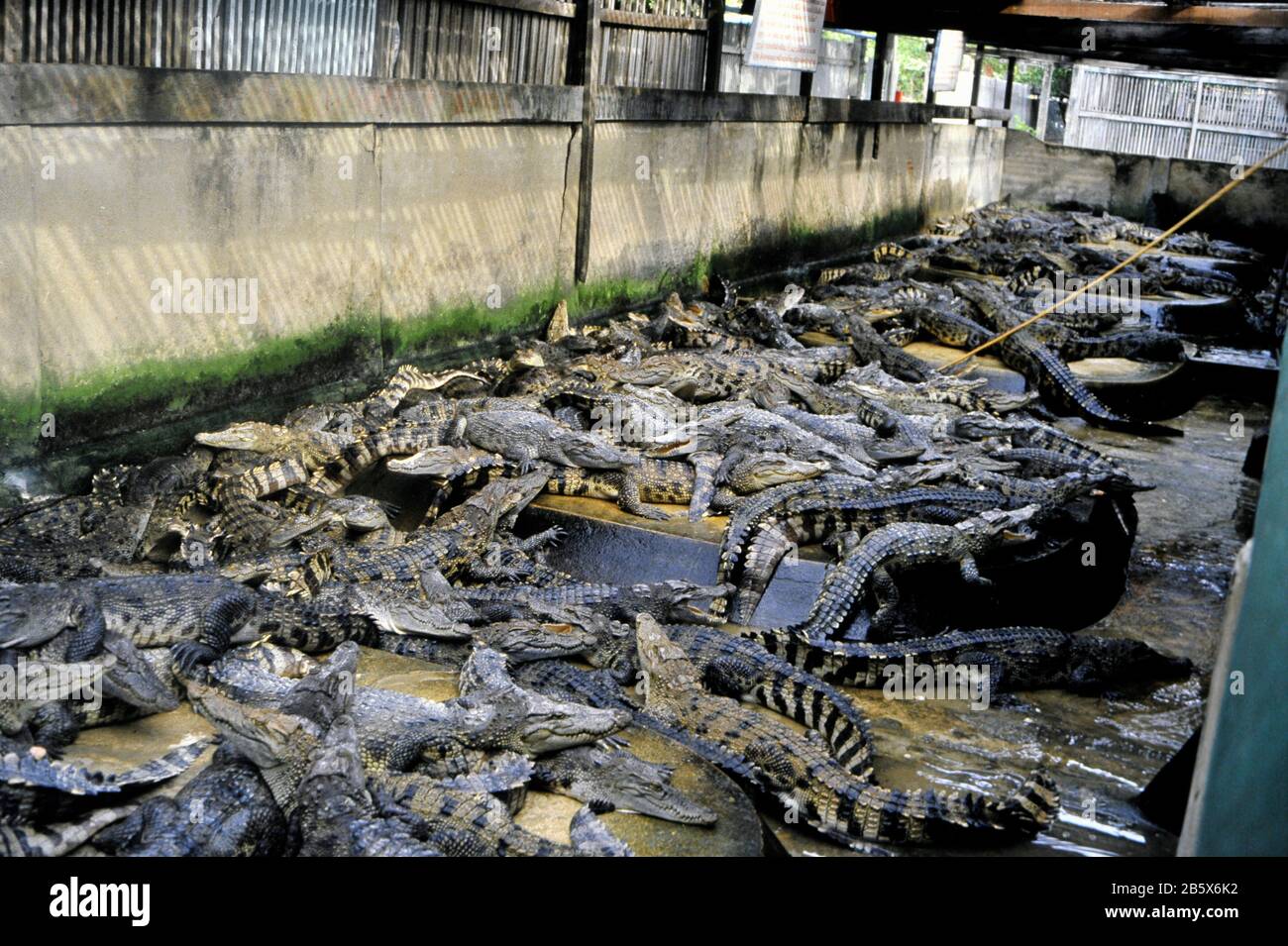Crocodile farm bangkok -Fotos und -Bildmaterial in hoher Auflösung – Alamy