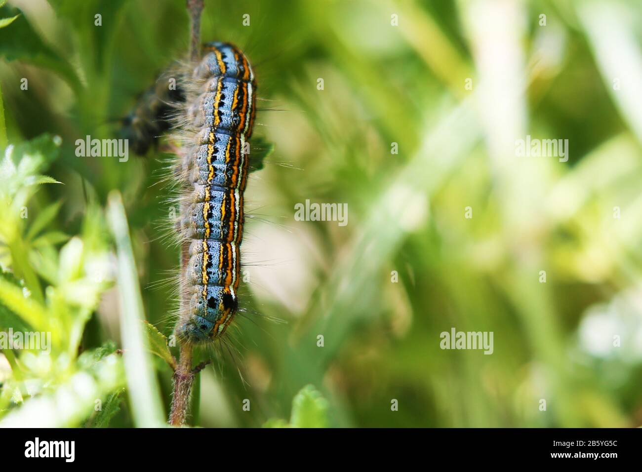 Wilde raupe -Fotos und -Bildmaterial in hoher Auflösung – Alamy