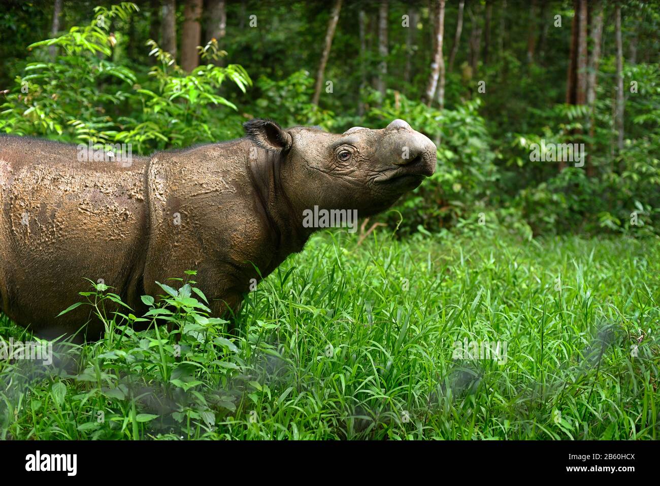 Sumatra nashorn heiligtum -Fotos und -Bildmaterial in hoher Auflösung ...