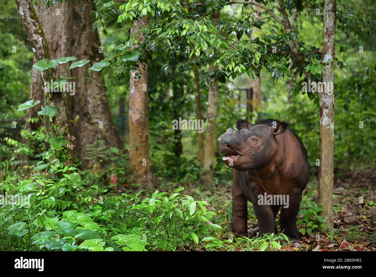 Sumatra nashorn heiligtum -Fotos und -Bildmaterial in hoher Auflösung ...
