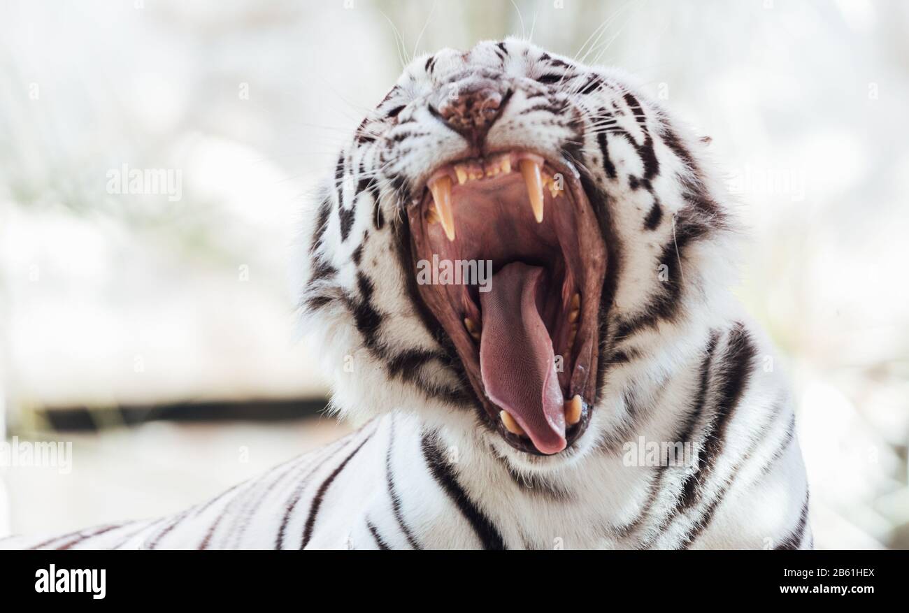 Der brüllende Tiger mit offenem Mund und Zähnen, der weiße Tiger oder ... Der brüllende Tiger mit offenem Mund und Zähnen, der weiße Tiger oder ...